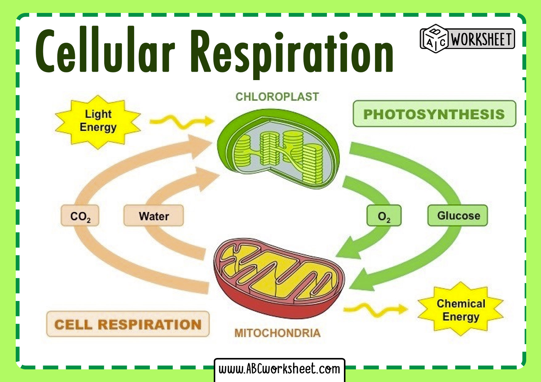 Cell Respiration Process ABC Worksheet Cell Respiration Process ABC Worksheet